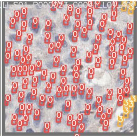 Loss Masking To Deal With Sparsely Labeled Data Issue Ultralytics Yolov GitHub