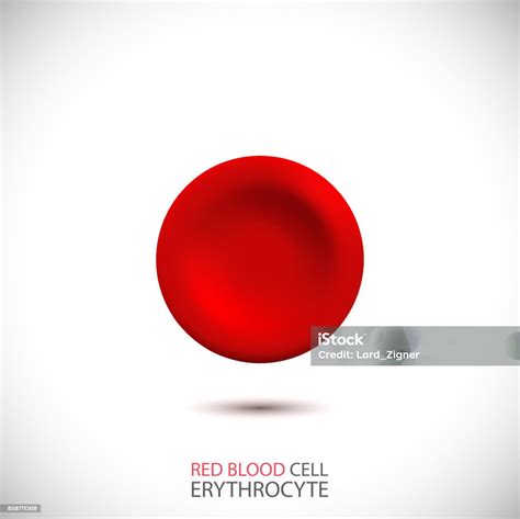 Ilustración De Eritrocito De Glóbulos Rojos Ilustración De Vector Y Más