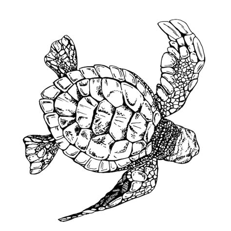 Premium Vector Illustration Graphics Of A Sea Turtle Isolated Hand