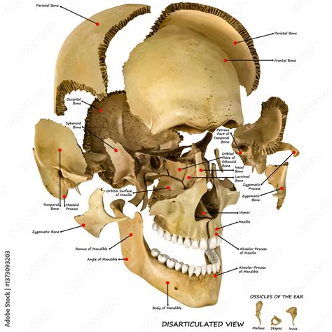 Disarticulated Human Skull Labeled Medical Illustration Of Cranial