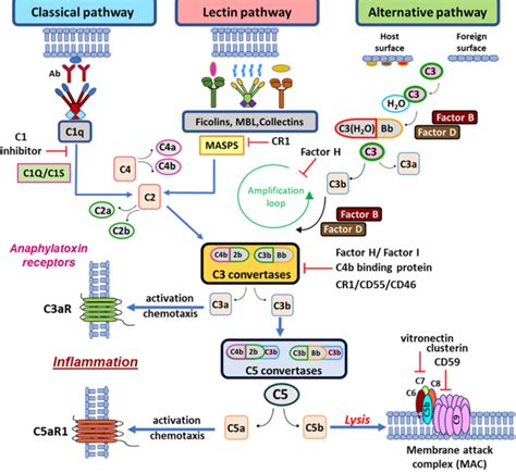 Complement System