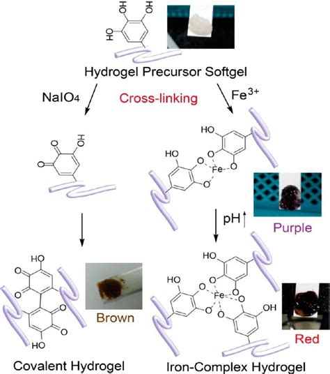 Gallic Acid Conjugated Chitin Nanofiber Precursors Crosslink By Two