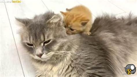 بعد از بوسه شیرین بچه گربه، گربه مادر فیلو