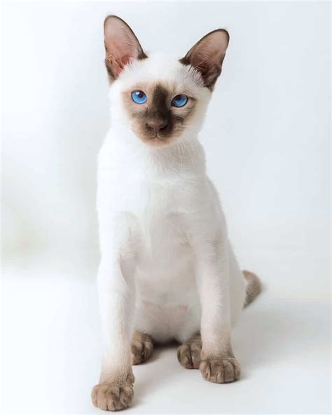 Chocolate Point Siamese Cat Facts Traits Pictures And Faqs