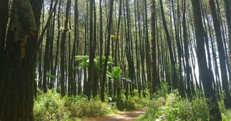 Bukit Sibea Bea Samosir Wisata Pemandangan Danau Toba Dari Bukit Sibea