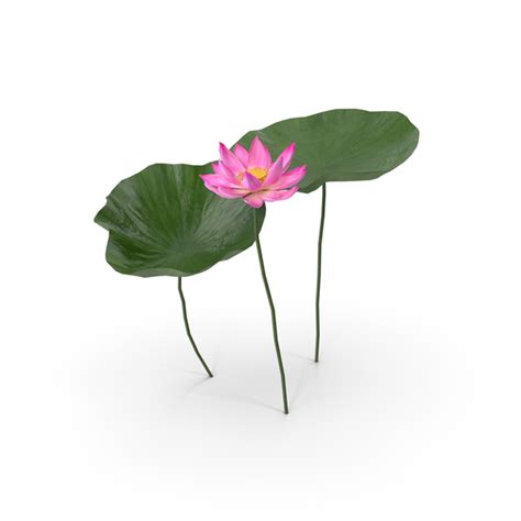 Lotus 3d Object 2374990287 Shutterstock