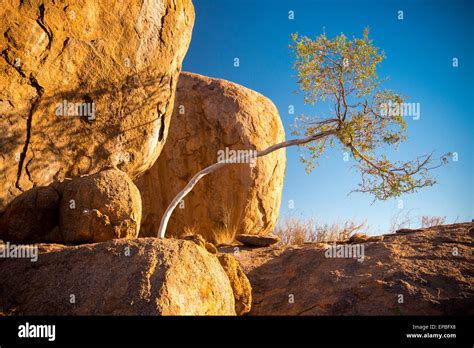 Tree Growing Out Rock Hi Res Stock Photography And Images Alamy
