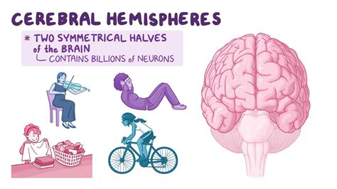 Anatomy Clinical Correlates Cerebral Hemispheres Osmosis
