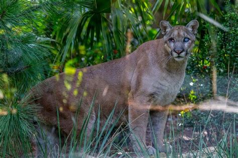 Florida Panther Close Up In Natural Habitat