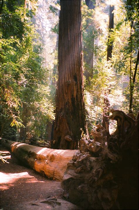 4 Magical Spots To Explore The Redwoods In Mendocino County Visit