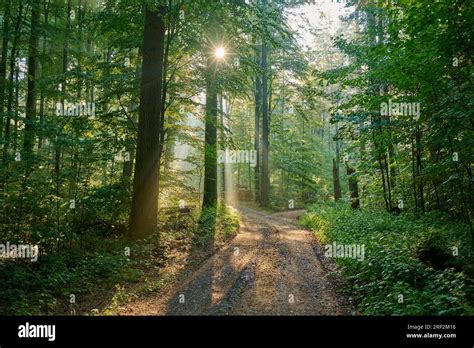 Fork Forest Path Deciduous Forest Sunrise Summer Kirchzell Amorbach Odenwald Bavaria