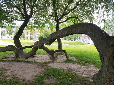 Old Tree Stock Image Image Of House Tree Grass Sand 97901711
