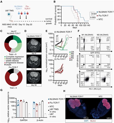 Neuro Oncology：靶向肿瘤相关抗原nlgn4x的tcr T细胞有望治疗恶性脑肿瘤 生物科技 健康一线资讯