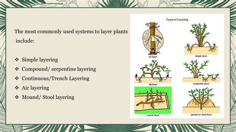 layering techniques in botany its types pptx