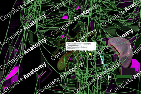 Paracolic Inferior Mesenteric Lymph Vessels Complete Anatomy