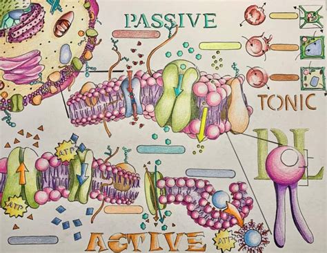 Cellular Transport Sketchnotes Student Version By Mammoth Science