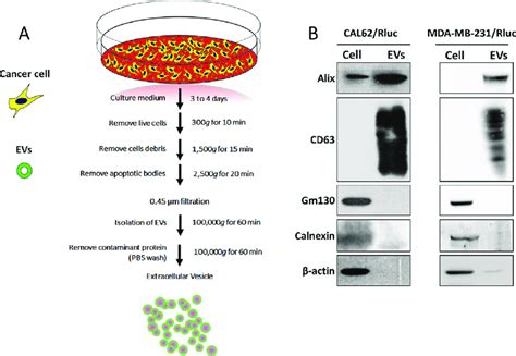 Isolation And Characterization Of Evs A A Flow Chart For The Ev Download Scientific Diagram
