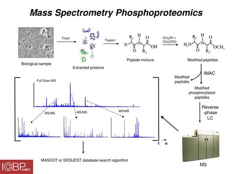 Ppt Phospho Proteomic Analysis Of Signaling Networks Governing Cell