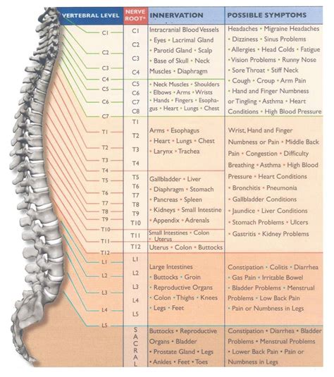 Spinal Nerve Roots Diagram