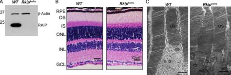 Characterization Of Rkip Ko Ko Mice A Immunoblot Analysis Of Retinal Download Scientific