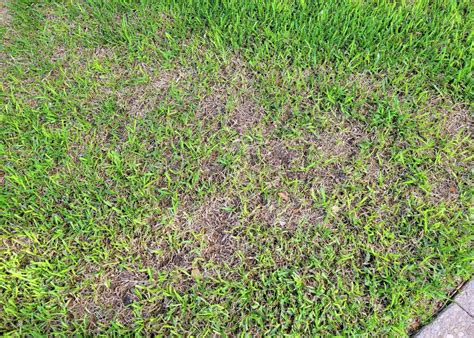 How To Treat Take All Root Rot And Gray Leaf Spot In Your Grass Lawn