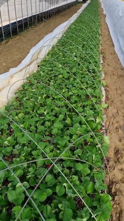 농부vlog 딸기삽목 10일째 물주기 Youtube