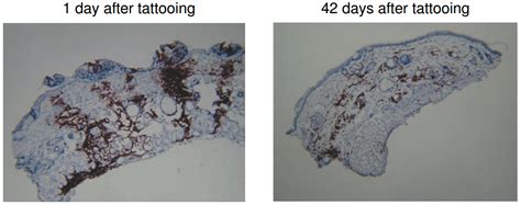 Php Im Encountering Issues Docker File Sharing Setting Volumes Stack Overflow