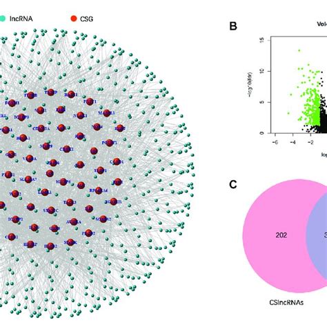 Identification Of Differentially Expressed Cellular Senescence Related