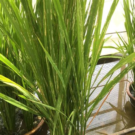 Identification And Recognition Of Rice Diseases And Pests Using Deep Convolutional Neural