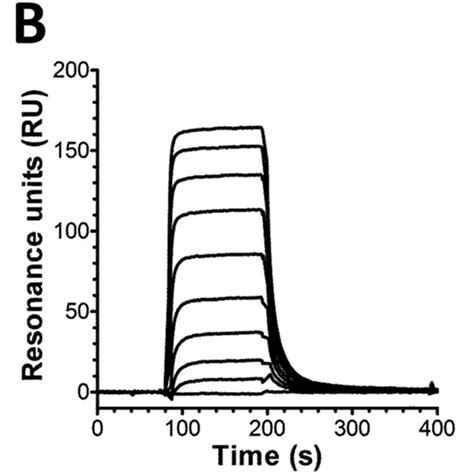 Spr Binding Kinetics Of Hsa Di Variants To Hfcrn Representative Spr