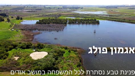 אגמון המשלב צפרות רשימה שחייבים להכיר בישראל • Tip Treks