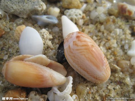 贝壳摄影图 海洋生物 生物世界 摄影图库 昵图网