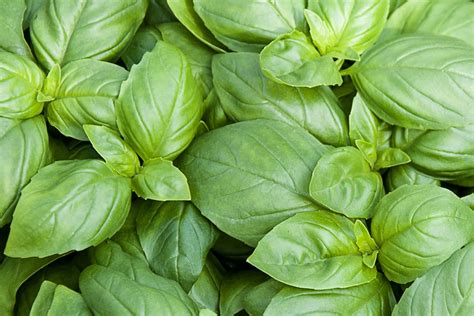 Genovese Basil Vs Sweet Basil Spiceography Showdown Spiceography