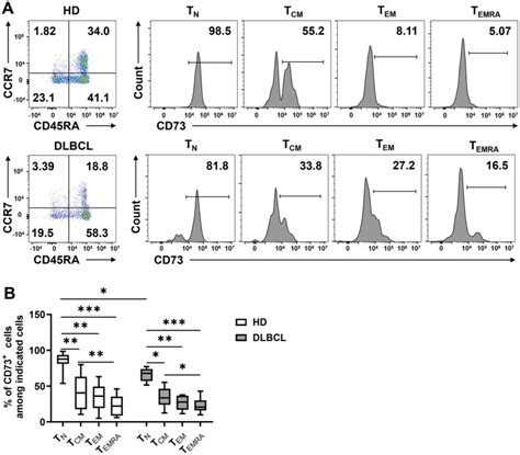 Cd73 Cd8 T Cells Define A Subset With Anti Tumor Potential In Dlbcl