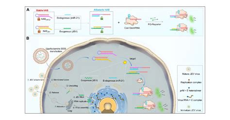 Allosteric Activator Regulated Crisprcas12a System Enables Biosensing And Imaging Of