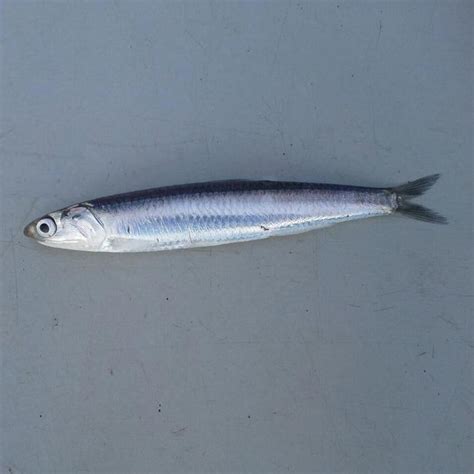 Анчоус Фото Живой Рыбы – Telegraph