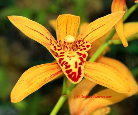 Cymbidium Chens Ruby Orchid Hybrid The Beauty Of Orchids And Flowers