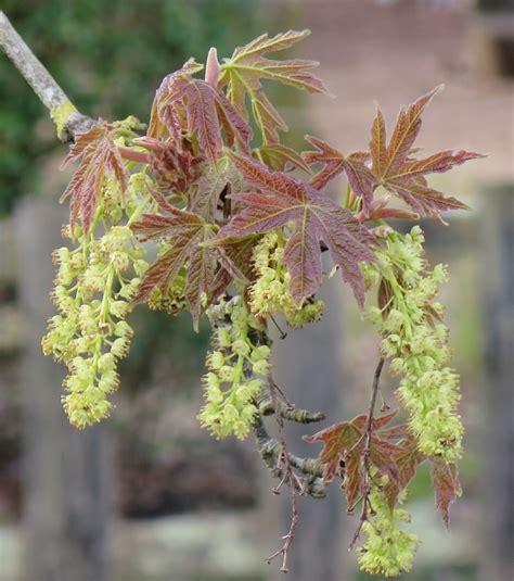 Acer Macrophyllum Trees And Shrubs Online