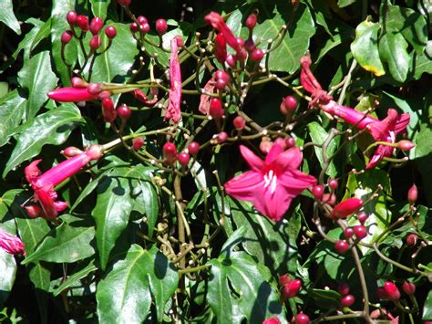 Ipomoea Horsfalliae Plantslive