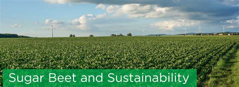 Low Carbon Transition In The Eu Sugar Beet Sector Bioeconomy As A New