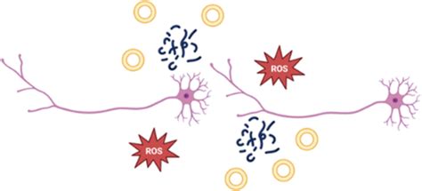 Elucidation Of Secondary Structure And Toxicity Of α Synuclein Oligomers And Fibrils Grown In