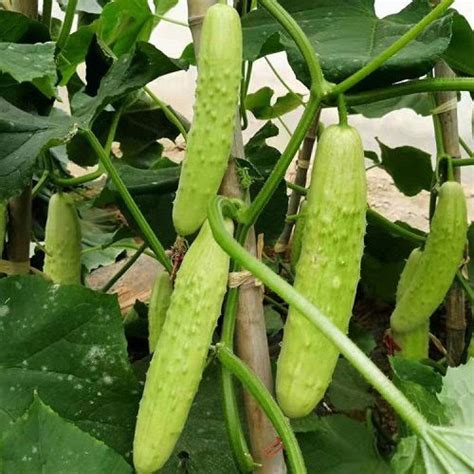 20 Best Mini Cucumber Varieties Small Cucumbers