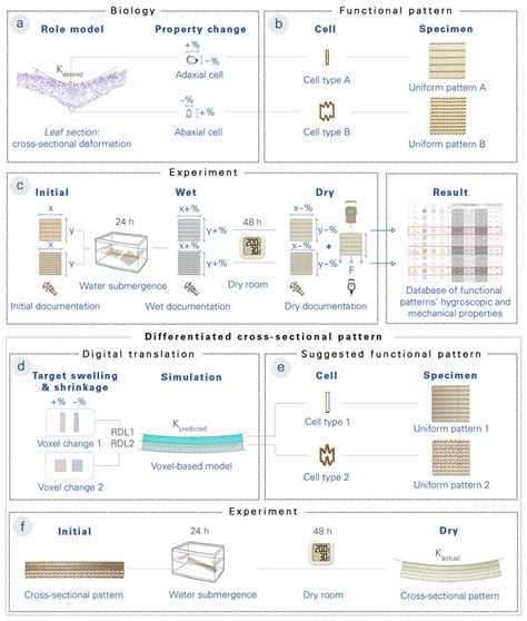 The Workflow For Testing The Hypotheses Of Biological Role Models Using Download Scientific