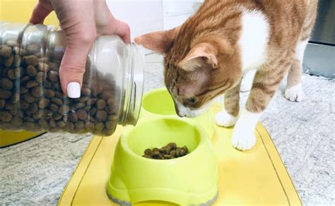 Qué comida para gatos elegir Hola Mascotas