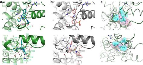 Comparing The Binding Modes Of HAP R And SBA R The Compound Download Scientific Diagram