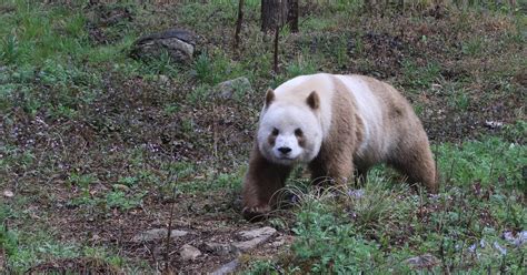 Los Excepcionalmente Raros Osos Pandas Pardos Lo Son Por Una Mutación