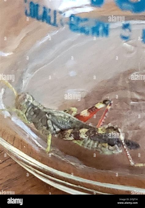 Pine Tree Spur Throat Grasshopper Melanoplus Punctulatus Insecta