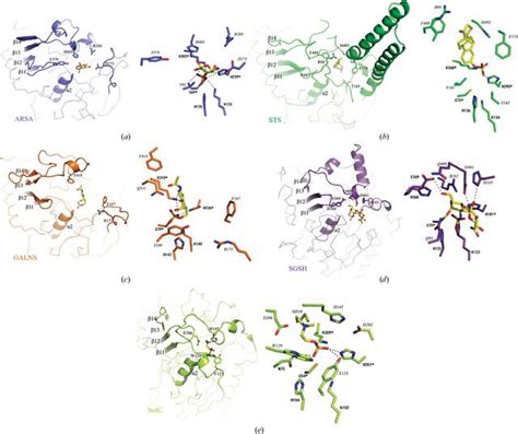 Iucr Structural Analysis Of The Sulfatase Amas From Akkermansia
