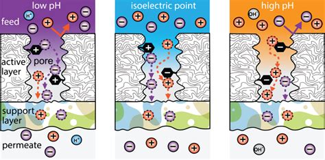 Schematic Depiction Of Ph Effects On Membrane Charge Ionization And How Download Scientific
