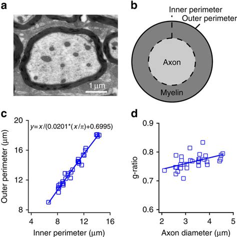 Pdf Tuning Of Ranvier Node And Internode Properties In Myelinated Axons To Adjust Action